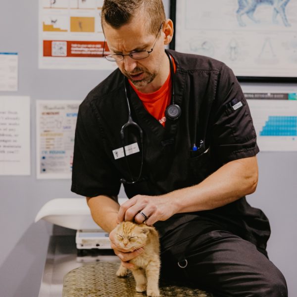 About Our Animal Hospital in [LOCATION]